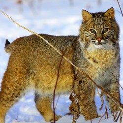 Bobcats: Wild Yet Wonderfully Near Us! | Keeping Track