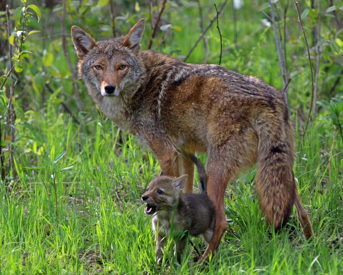 Wild Cousins of our Best Friends: Wolves, Coyotes and Foxes hosted by ...